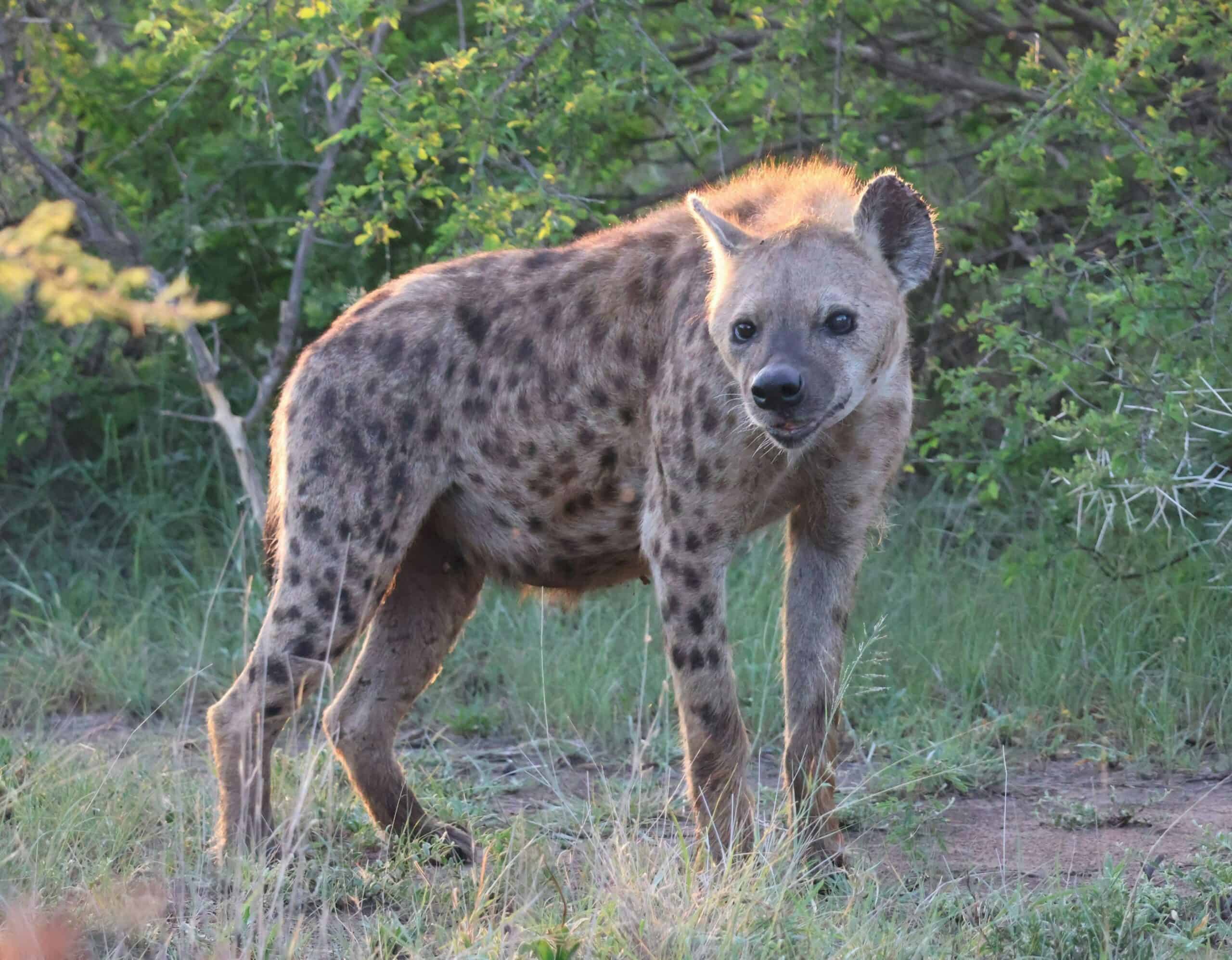 iSimangaliso urges strict do's and don'ts after latest Cape Vidal hyena ...