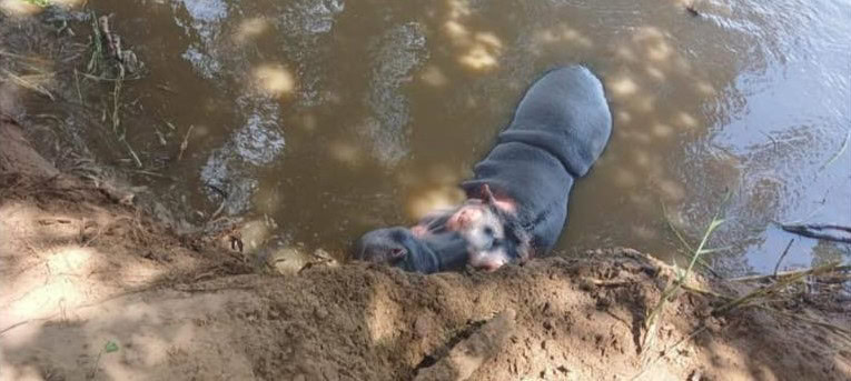 WATCH: Snared hippo tragedy claims 2 lives in Mfolozi River | Zululand ...