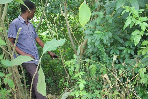 Imibuzo kutholwa amathambo omuntu kwaZayeka | Eyethu News