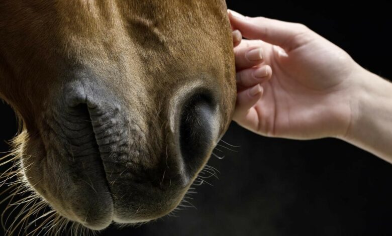 Dynamics of human and animal relationships | Eyethu News