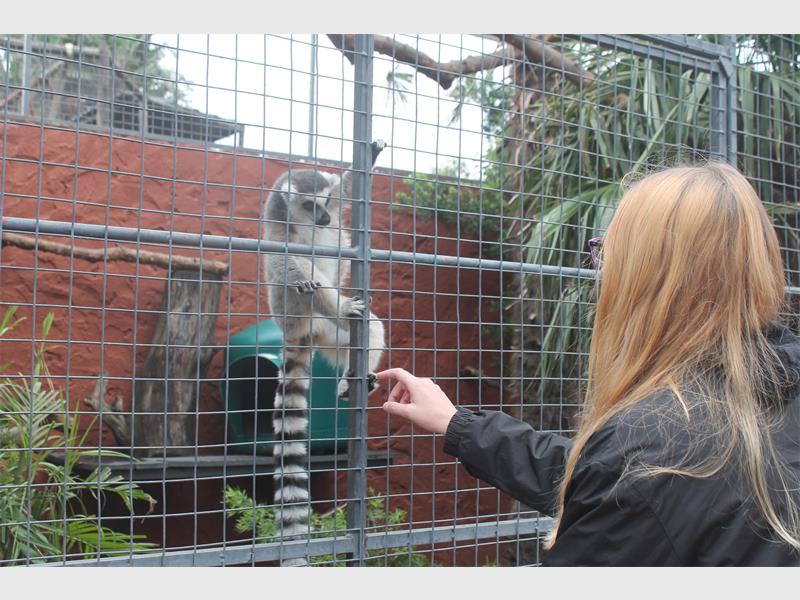Lory Park Zoo and Owl Sanctuary in President Park celebrates 20 years ...