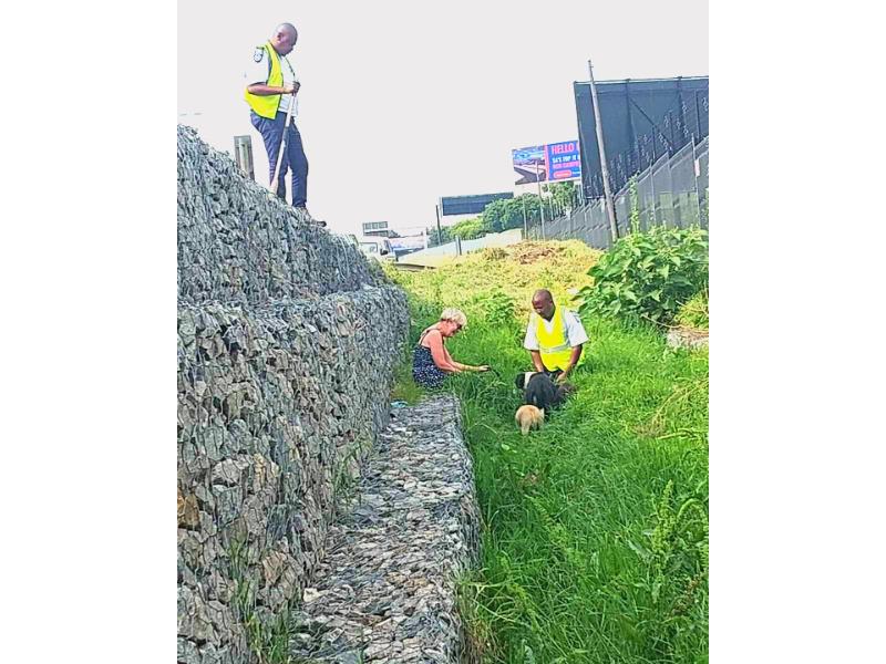 Three dogs rescued on a busy road by Midrand SPCA | Midrand Reporter