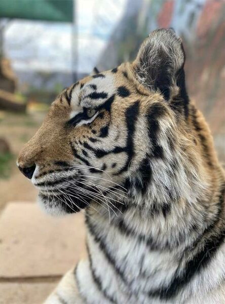 Lory Park Animal and Owl Sanctuary continue to fight for tigers in SA ...