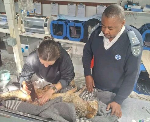 SPCA Midrand steps in as jackal is attacked by a pack of dogs | Midrand ...