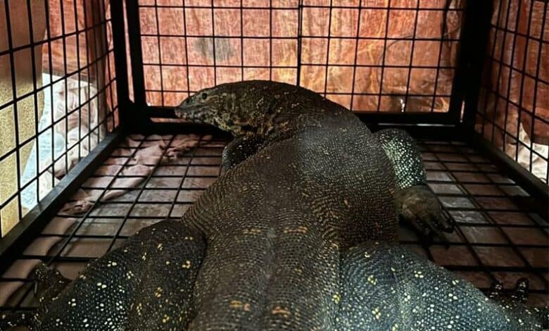 Midrand SPCA responds to an injured monitor lizard at a Midrand estate ...