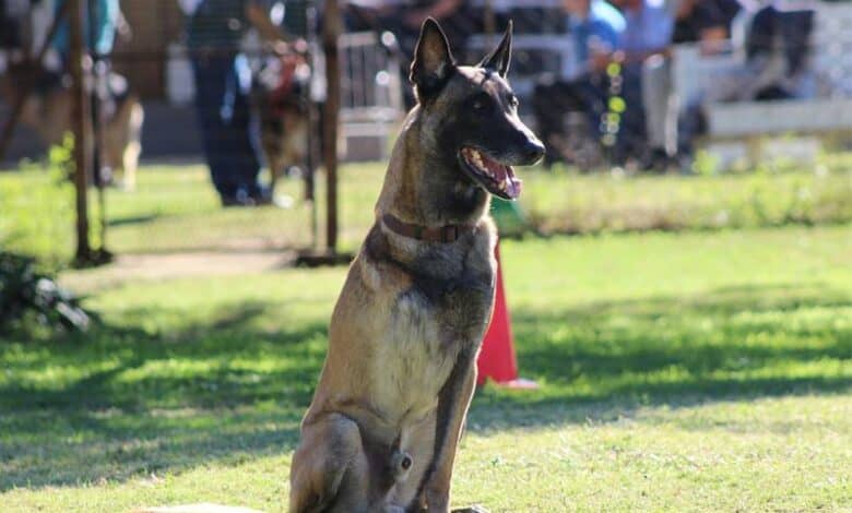 Working dogs show their stuff at SAWTDA Gauteng provincial dog sport ...