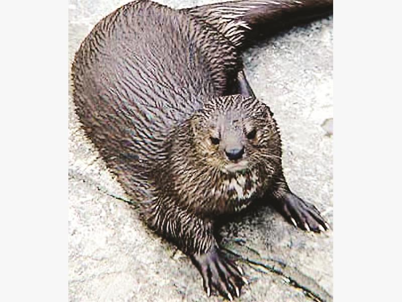 Extremely rare otter sighting near Ladysmith | Northern Natal News