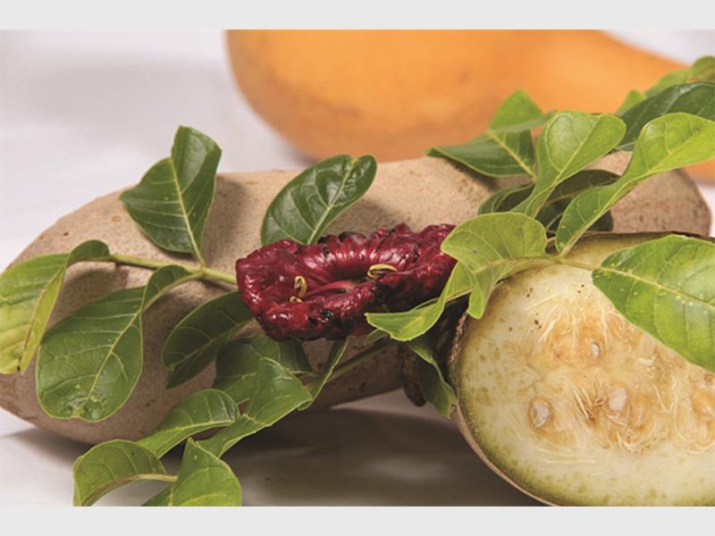 Long live the Sausage Tree | Northern Natal News