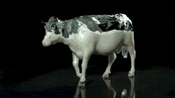 It's Cow Appreciation Day! | Northern Natal News