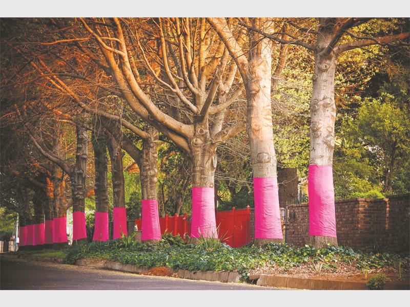 Pink Trees for Pauline and Cansa partners in aiding cancer communities ...