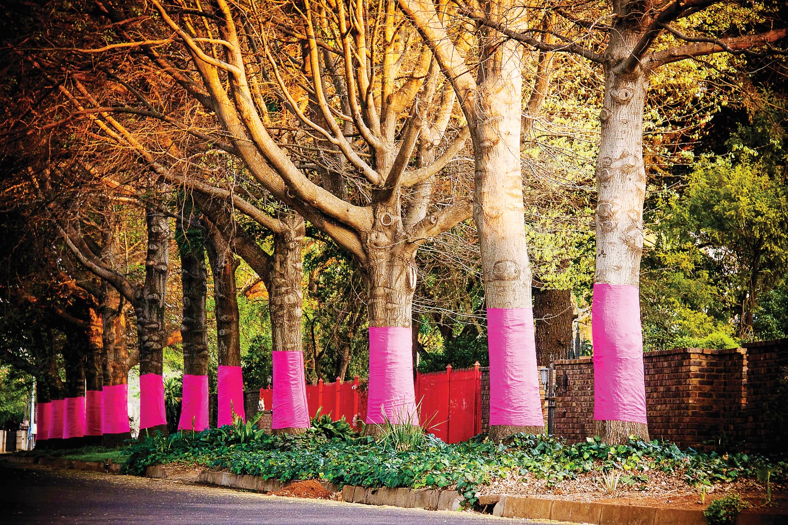 Wrapped in colour, united in hope | Northern Natal News