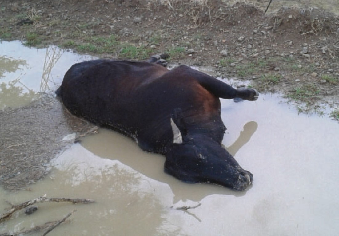 Dead cows left to decompose next to road | Northern Natal News
