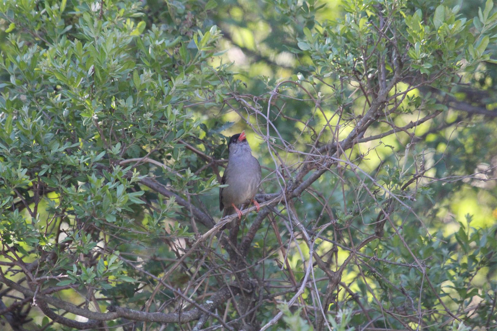 Bush Blackcap bird spotted at Ingula | Northern Natal News