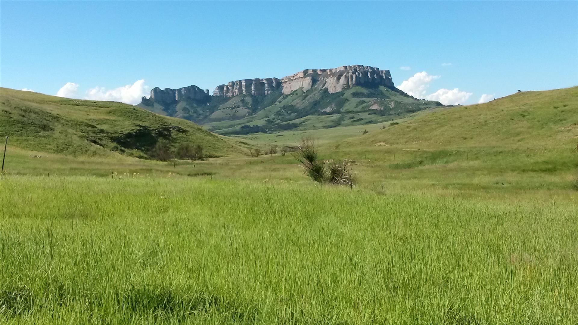 Endangered bird dwells in Ingula wetland | Northern Natal News