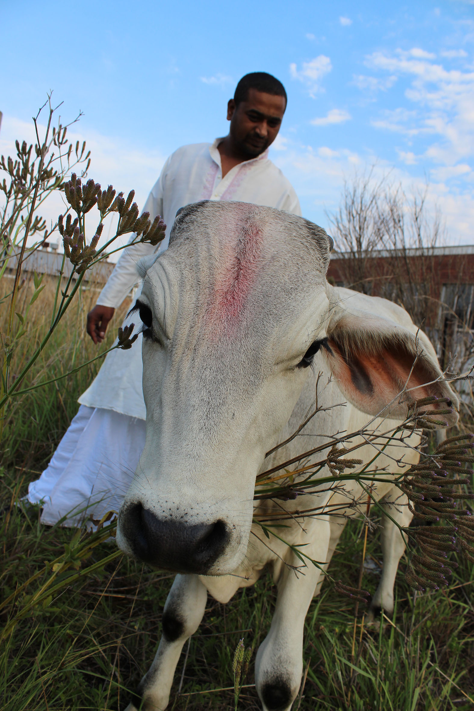 Newcastle to have its own Goshala | Northern Natal News