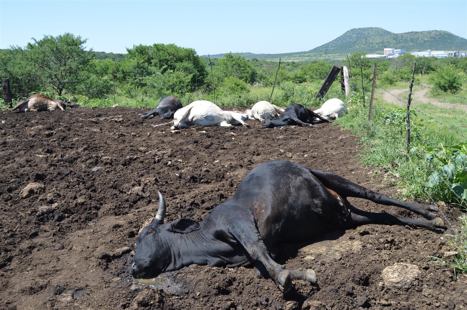 Shock as mysterious illness kills cattle on Danskraal farm | Northern ...