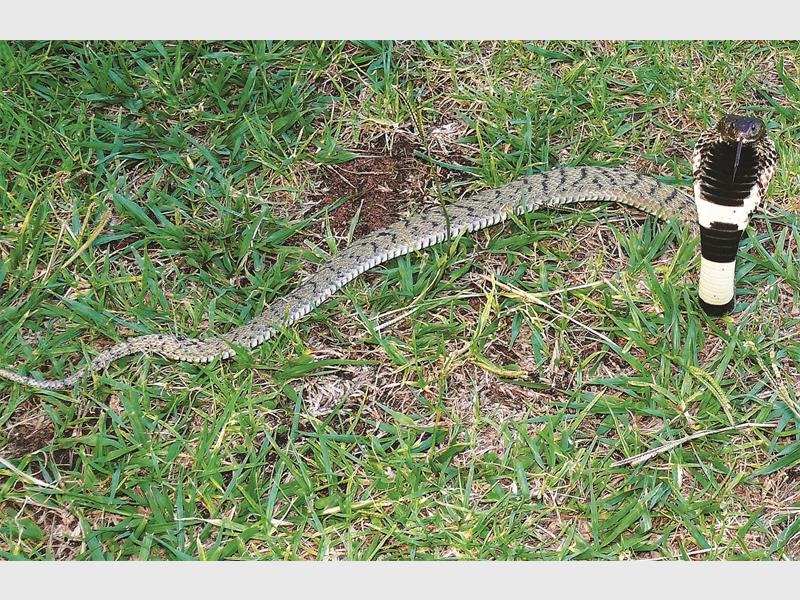 Smitten by snakes: And the Oscar goes to... Rinkhals | Northern Natal News
