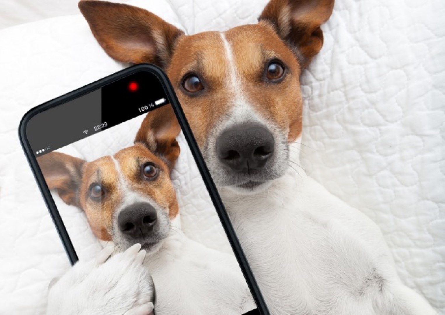 Our pet 'selfie' competition | Northern Natal News