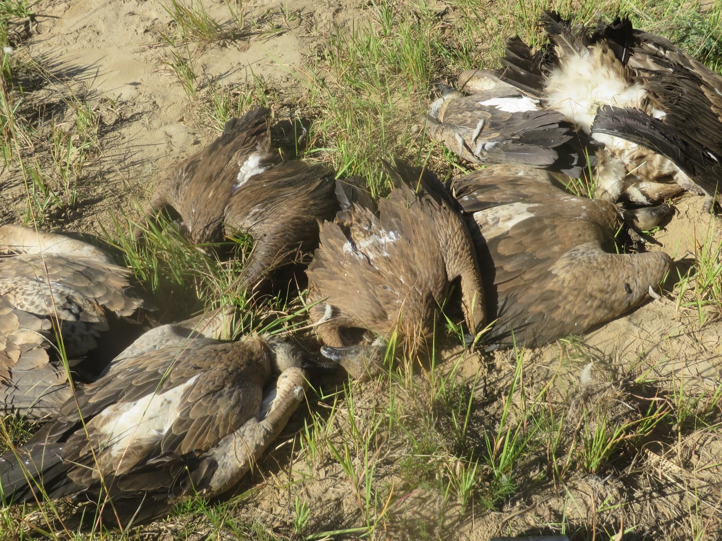 Fast action saves endangered vultures from cruel poisoning death ...