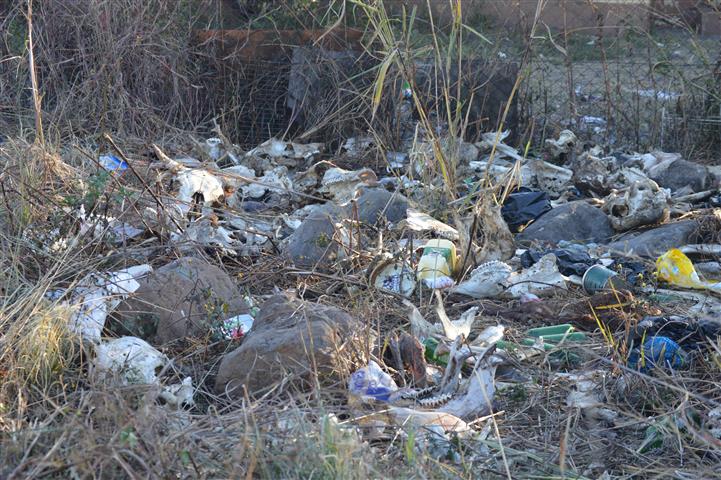 Update: Decomposing cows’ heads still in Carlton Street | Northern ...