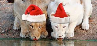 Top 5 Ways to celebrate an South African Christmas | Northern Natal News