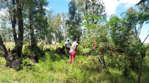 Crime: tackling dagga by the roots | Northern Natal News