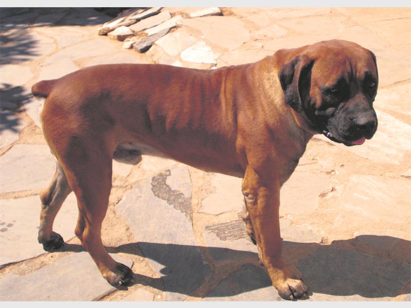 Boela needs a loving home | Northern Natal News