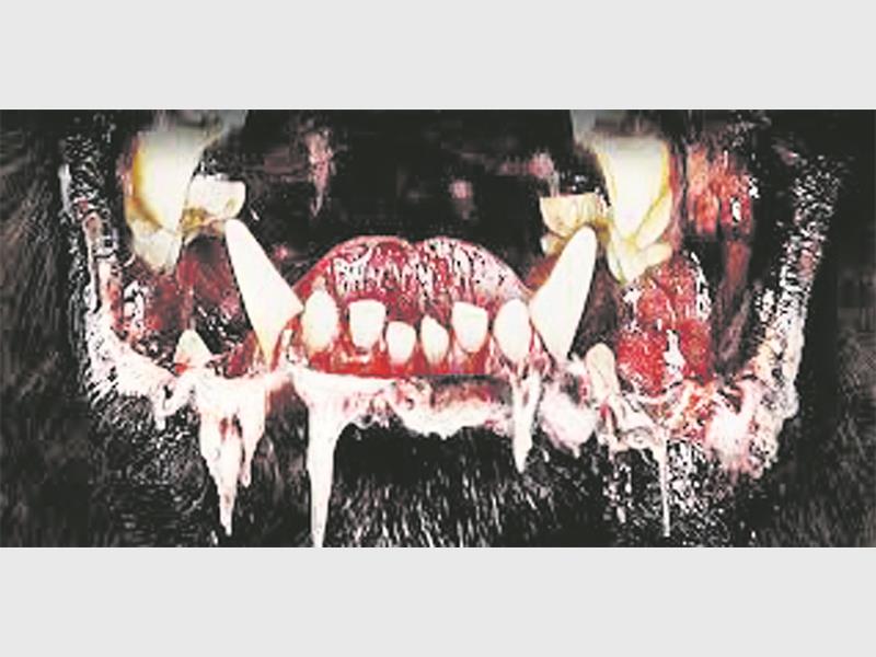 Rabies – The stuff of horror movies and why you should vaccinate ...