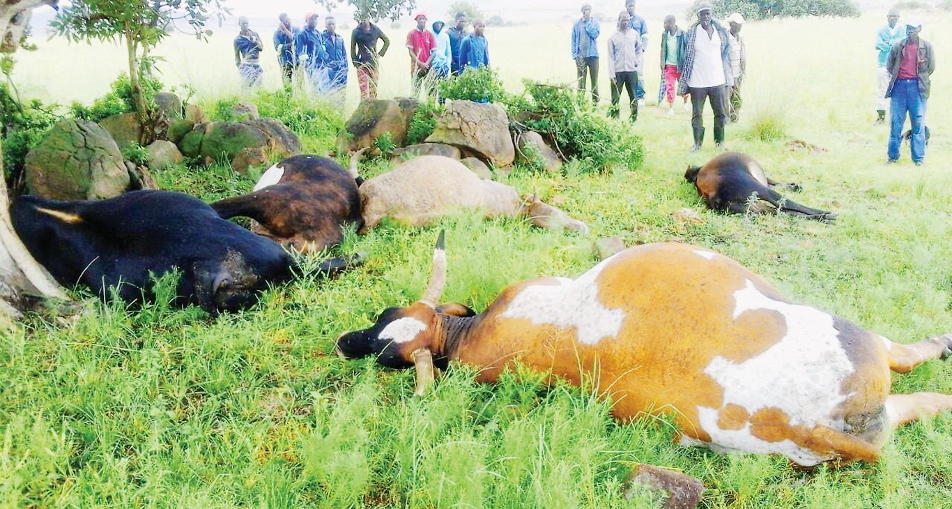 Kubhubhe imfuyo eNquthu ngenxa yesimo sezulu | Northern Natal News