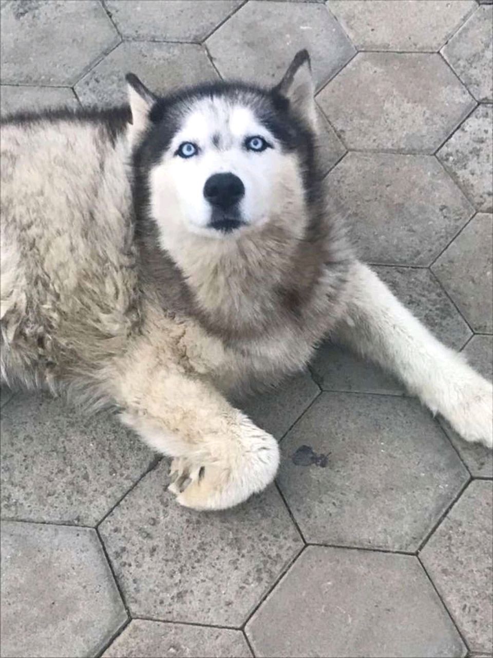 Help reunite missing Husky with her owners in Ladysmith | Northern ...