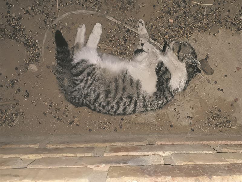 SPCA refutes allegations of serial cat poisoning | Northern Natal News