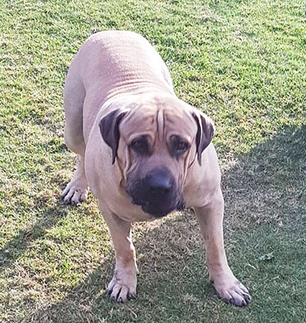 Have you seen Chippa? | Northern Natal News