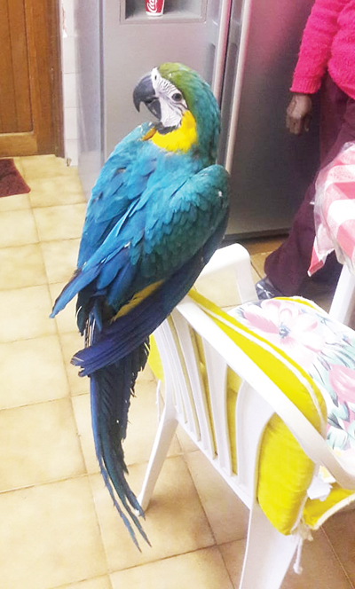 Pet owner offers reward for safe return of macaw | Northern Natal News