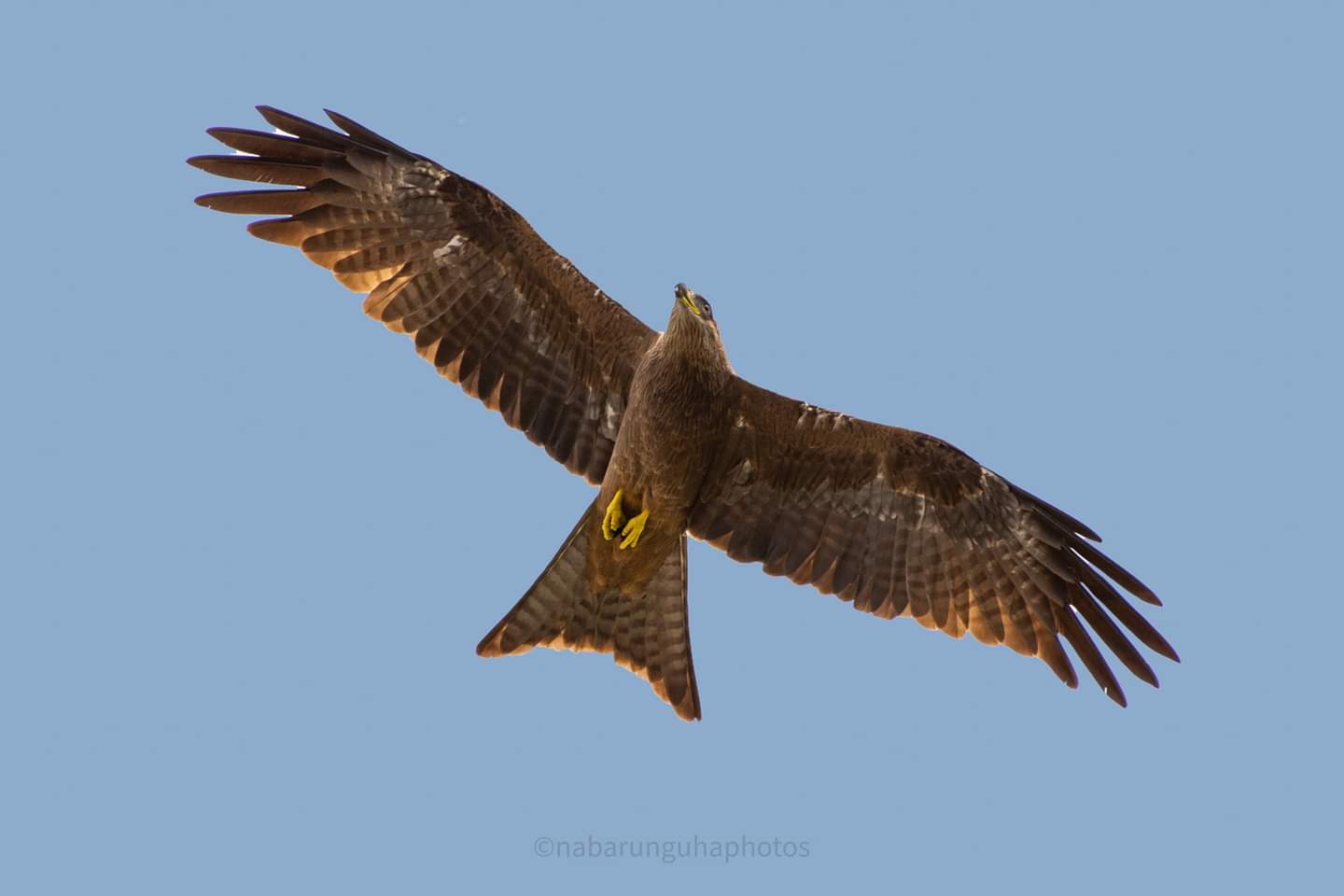 NEWCASTLE KZN: Which summer birds are flocking to your garden? (Part 1 ...