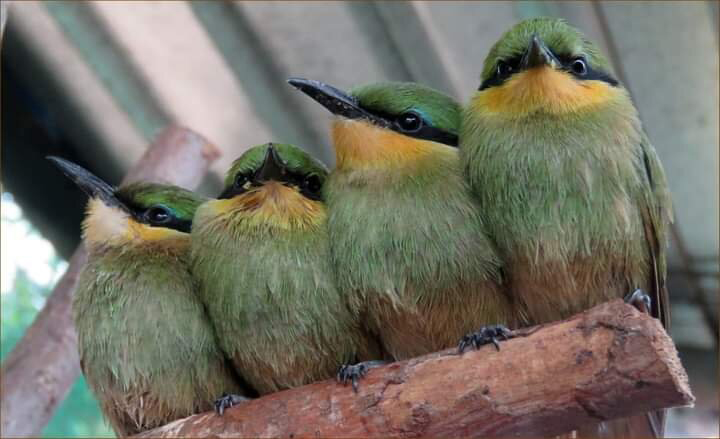 NEWCASTLE KZN: 'Bird lady' prepares rescue birds for release | Northern ...