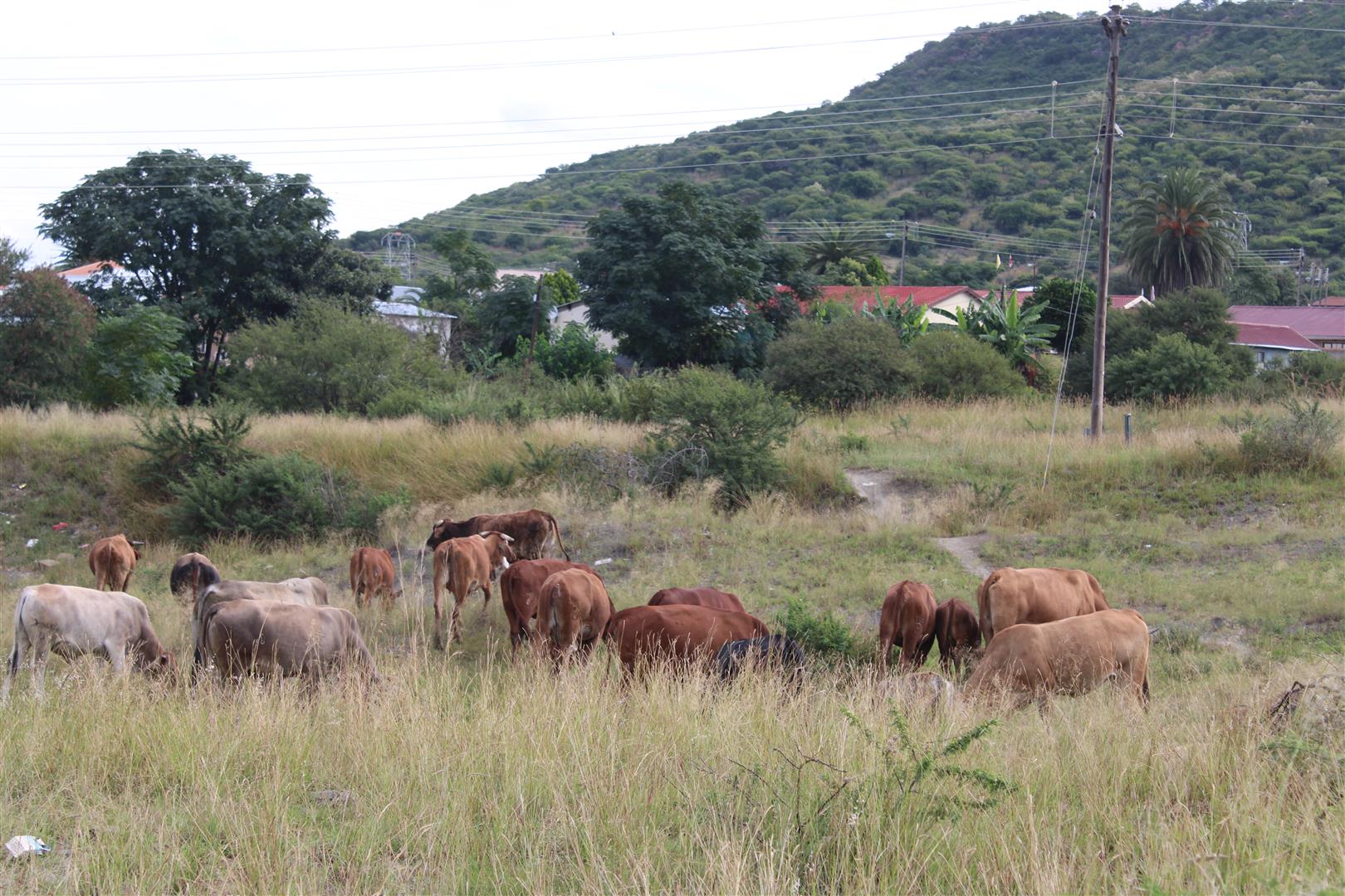 Ladysmith KZN: Roaming cattle a huge problem in residential areas ...