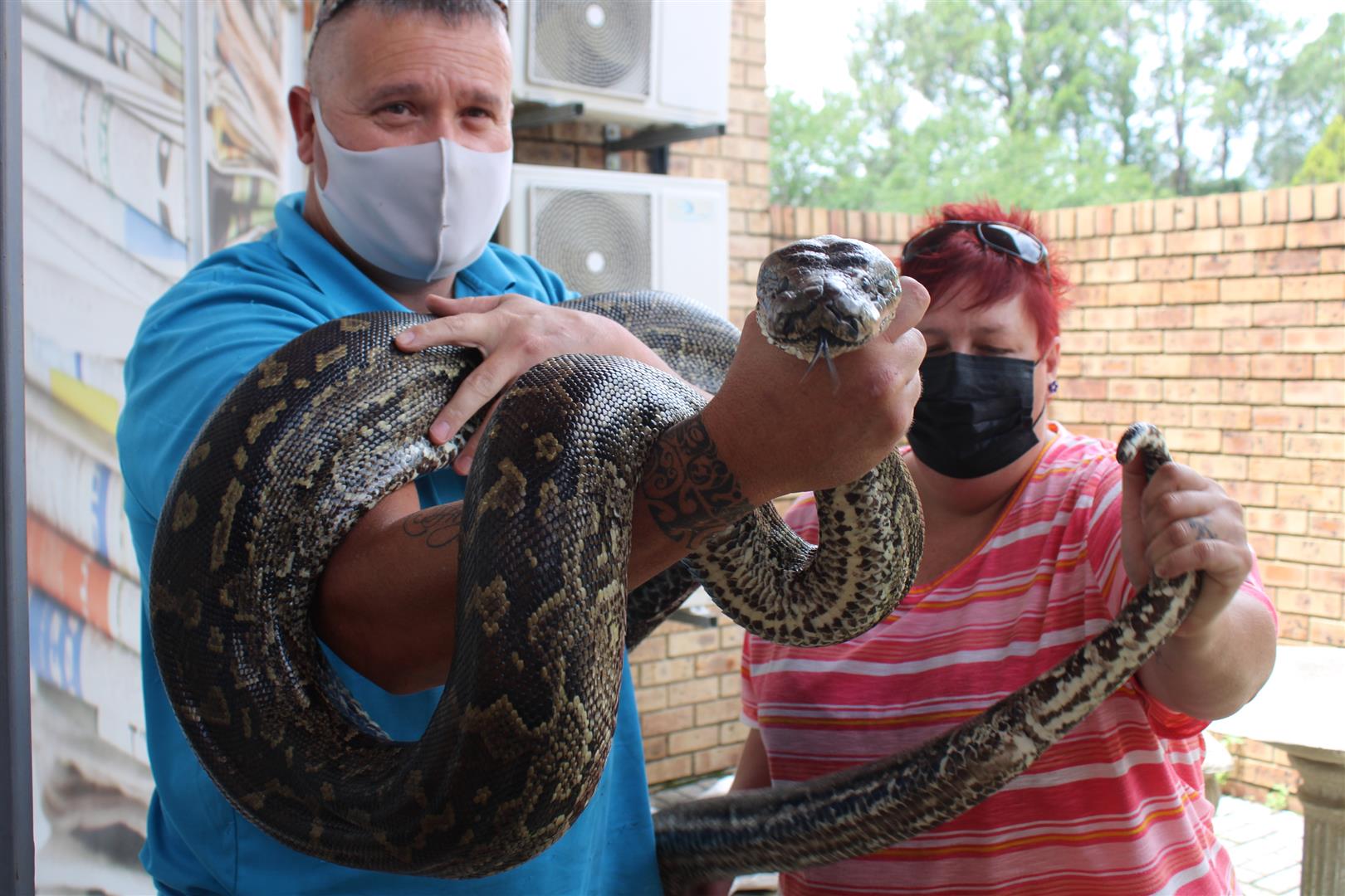 Massive Southern African Python found in Ladysmith | Northern Natal News