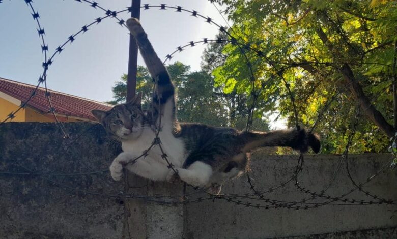 Newcastle SPCA rescues feline stuck in barbed wire fence | Northern ...