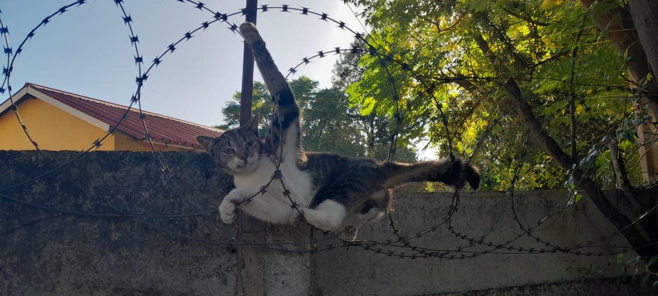 Newcastle SPCA rescues feline stuck in barbed wire fence | Northern ...