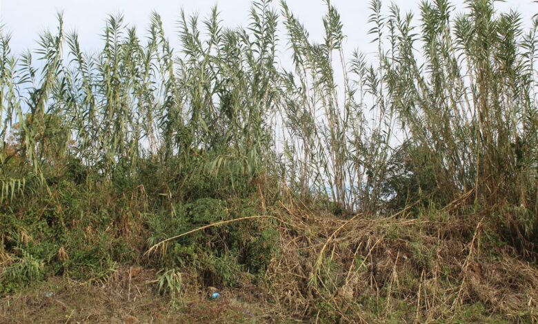 Overgrown grass leaves residents afraid | Northern Natal News