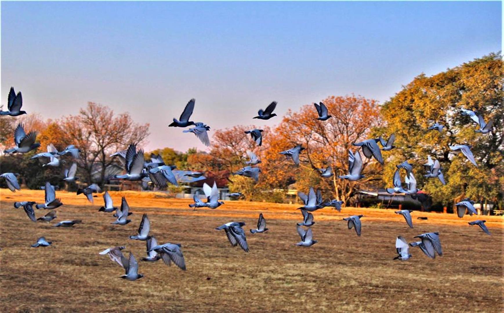 Pigeon races from Marble Hall and Kimberley | Northern Natal News