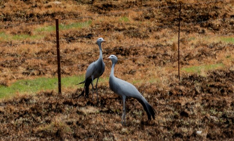 Fun Facts with Angus Burns: The Blue Crane | Northern Natal News