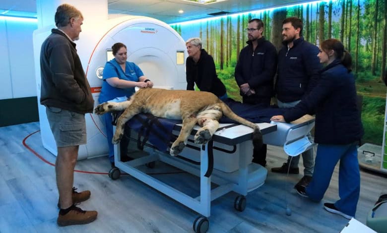 [Watch] Not your average patient: Lion gets MRI in George | Northern ...