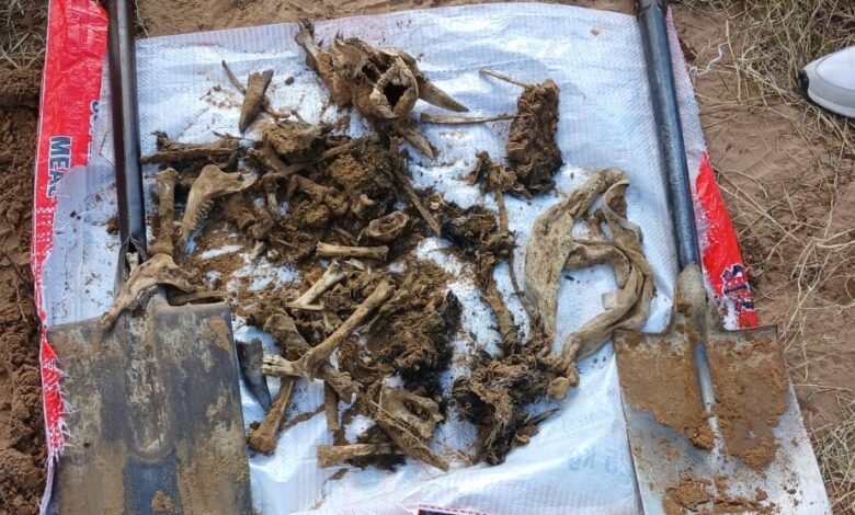 Human remains found in goat carcass at Nongoma healer’s home | Northern ...