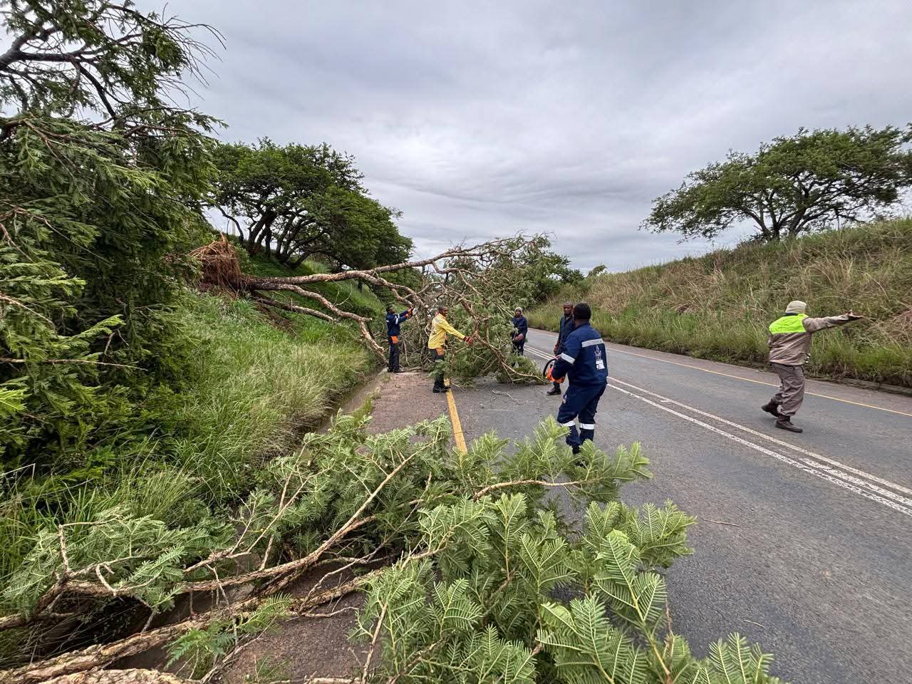 Trees fall on Loskop Road during heavy storm | Northern Natal News
