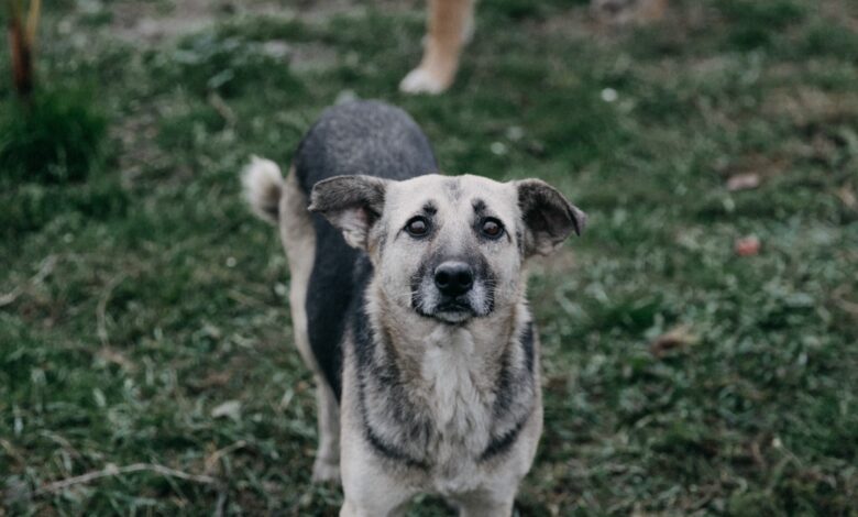 Report stray animals to Public Safety, not AACL | Northern Natal News