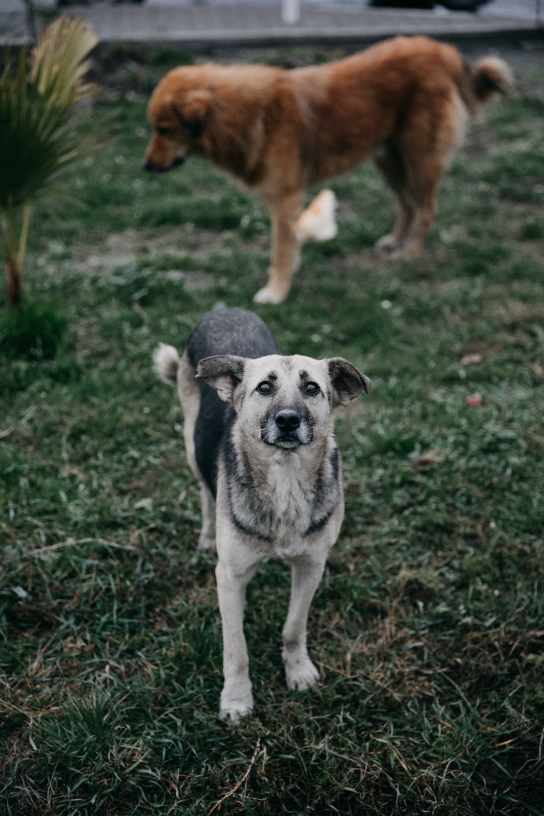 Report stray animals to Public Safety, not AACL | Northern Natal News