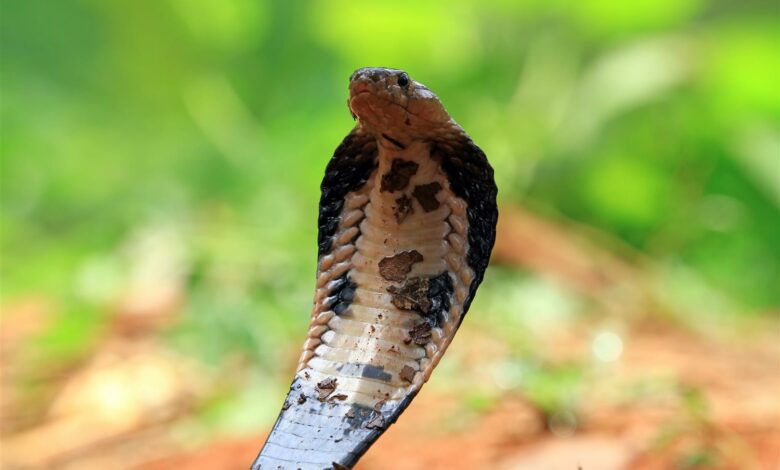 What to do if a snake bites you | Northern Natal News