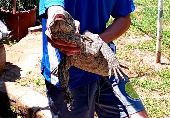 Massive rock monitor lizard found on home's roof | Northern Natal News