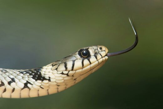 What to do if a snake bites you | Northern Natal News